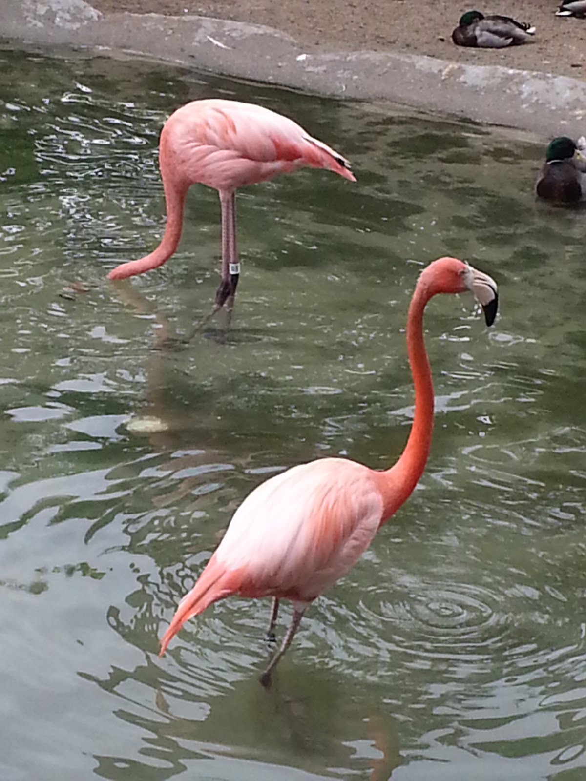 USA ROAD TRIP 2013: San Diego to Yuma ARIZONA.