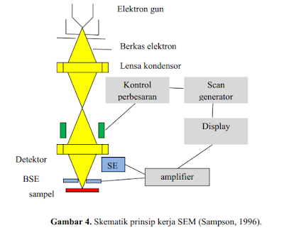 Health and Nutrition Corner: Scanning Electron Microscope (SEM)