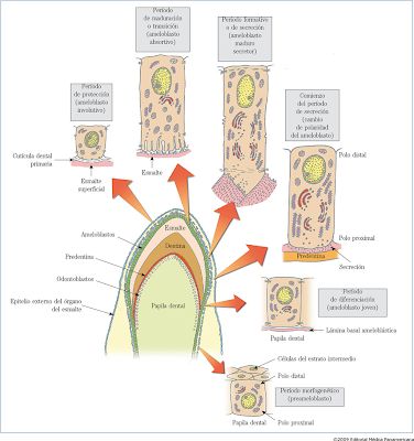 estomatologia: Esmalte (Embriologia)
