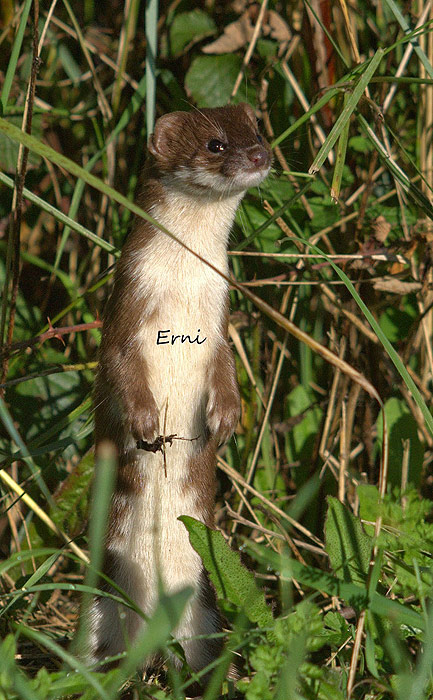 El Herrerillo: Comadreja (Mustela nivalis)