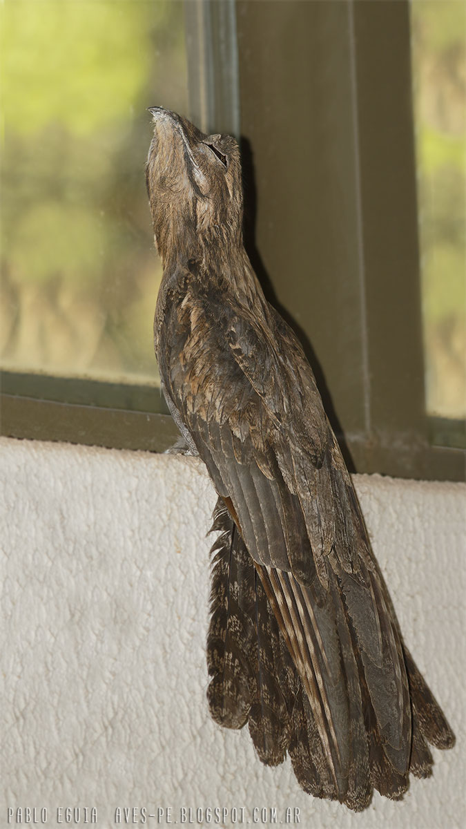 mis fotos de aves: Nyctibius griseus Urutaú Common Potoo