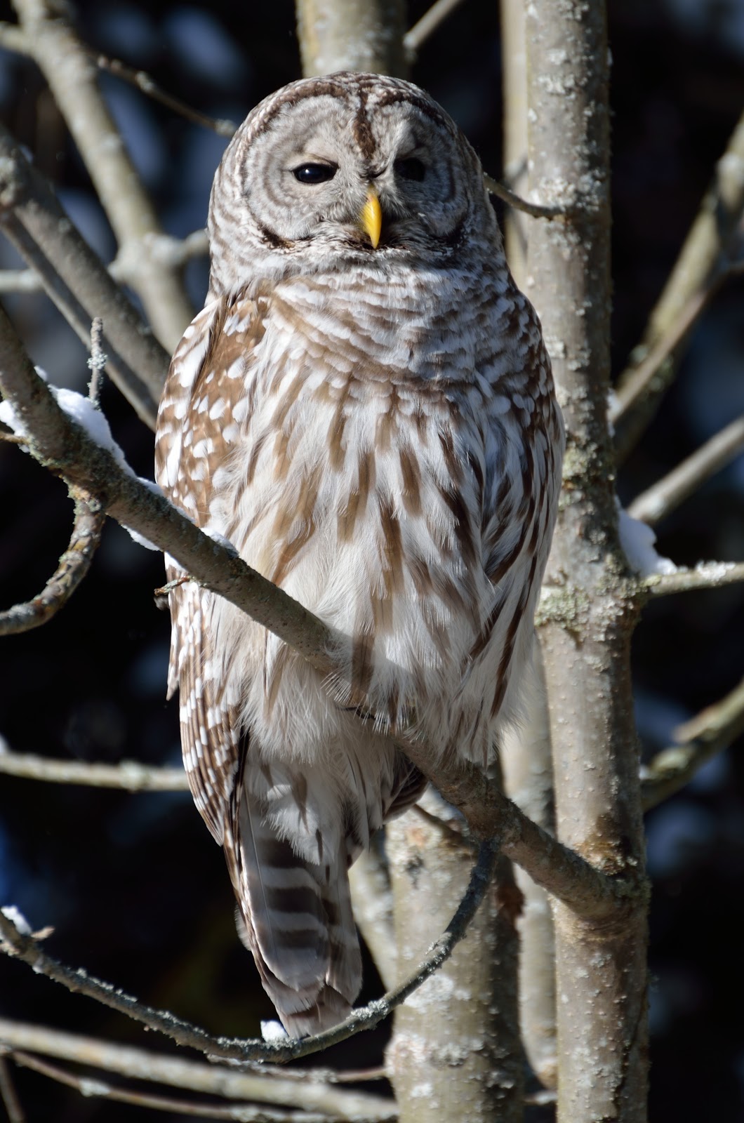 Norfolk County Naturalist: Western Tanager and Barred Owl