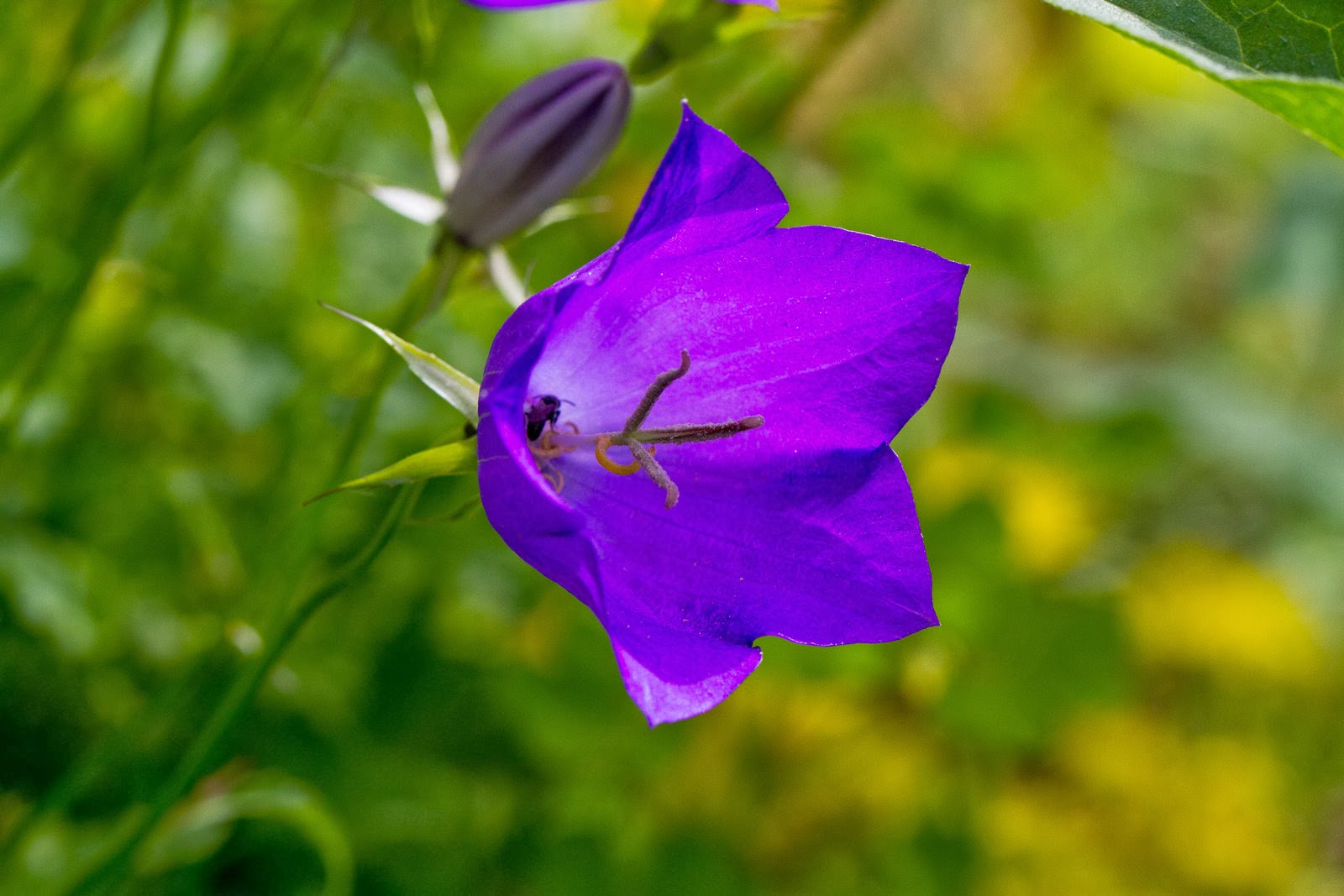 Desktop hd wallpapers: Bellflower wallpapers wallpapers hd