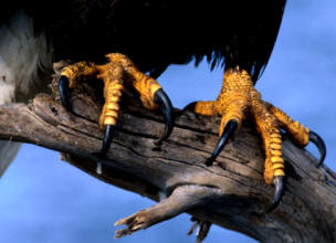 LA LLAVE MAESTRA: AVES: ¿CÓMO SON SUS PATAS?