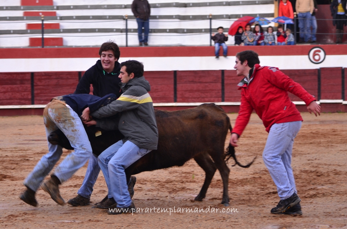 El Redondel Taurino: MÁS FOTOS DE LA COMIDA ANUAL DE LOS FORCADOS A. DE ...