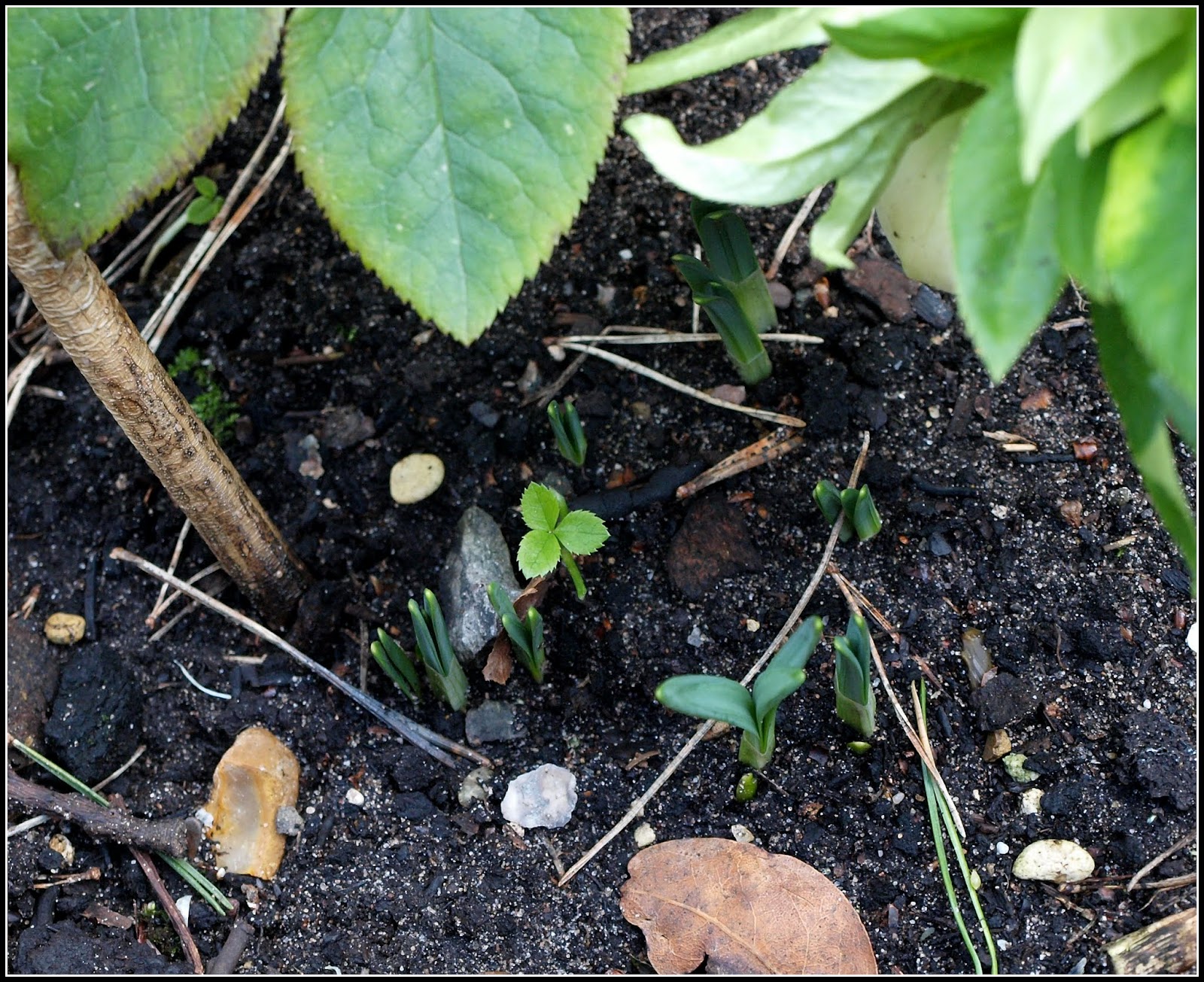 Mark's Veg Plot: Self-seeding Hellebores