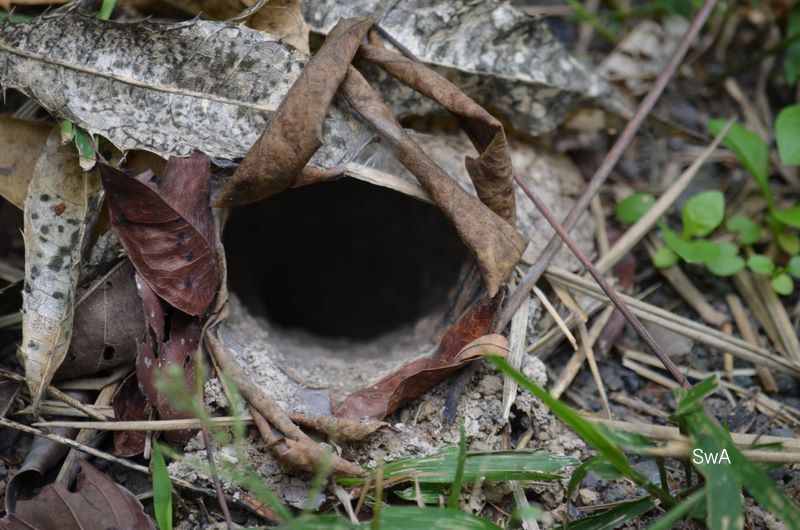 Tropical Biodiversity - Santarém - Pará - Brasil: Tarantula home