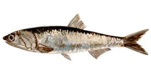 ANPP Animales y Plantas de Perú: Anchoveta - Engraulis ringens