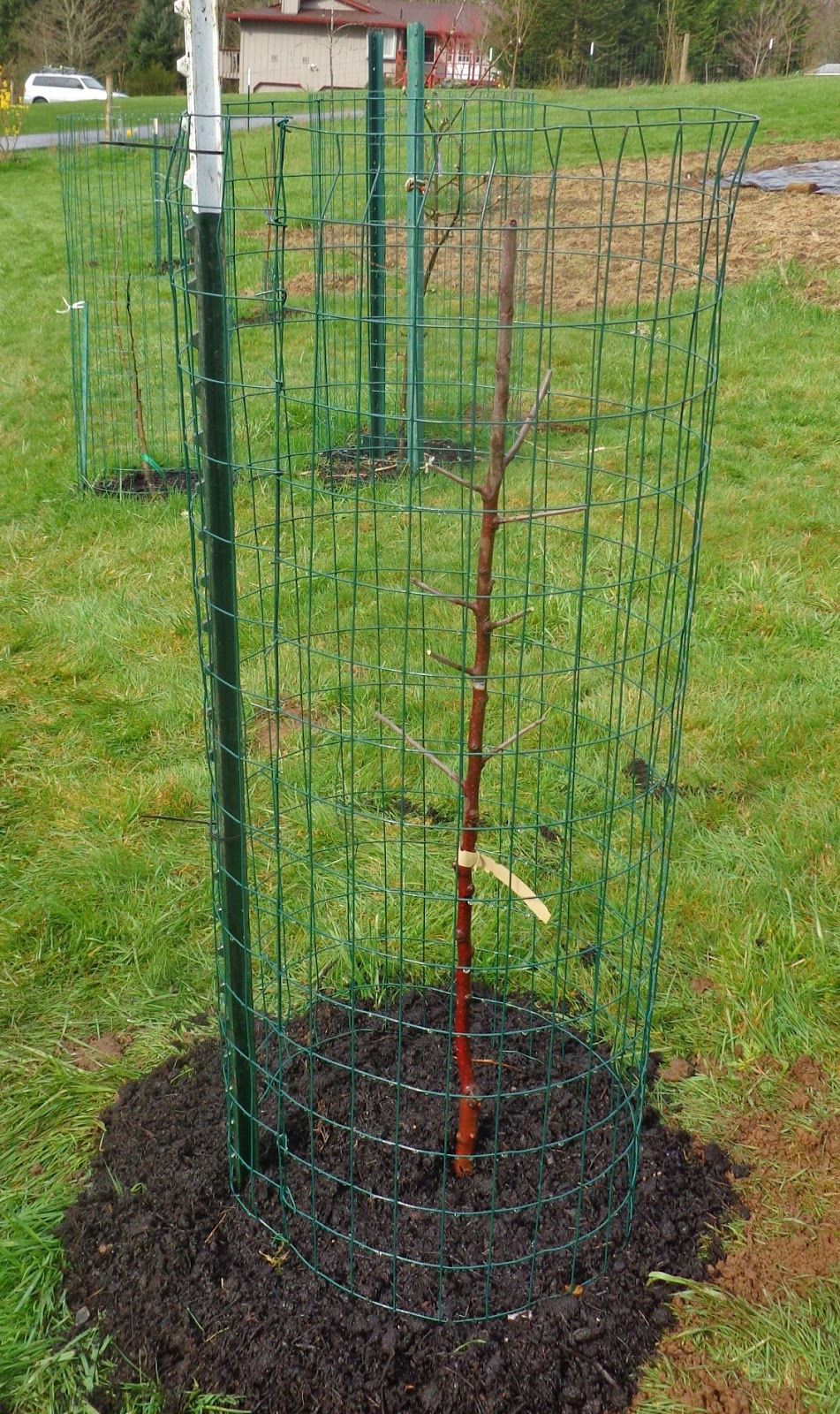 Daniel's Pacific NW Garden: Planting a Jonared dwarf apple from Starks ...