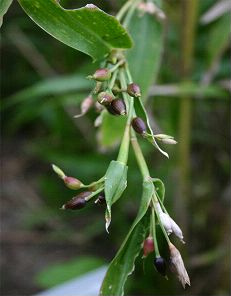 nilappana,muthu chedi-n-nila-ni-(Coixseed, Tear Grass) - KERALA FLORA