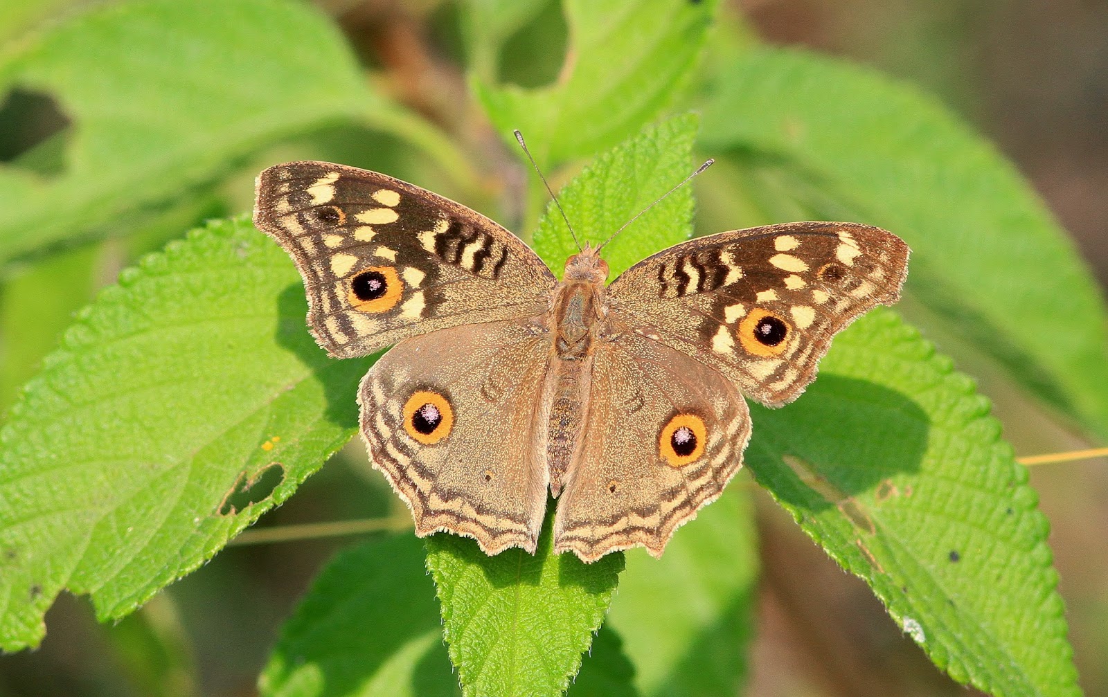 Kearsney Birder: INDIAN BUTTERFLIES