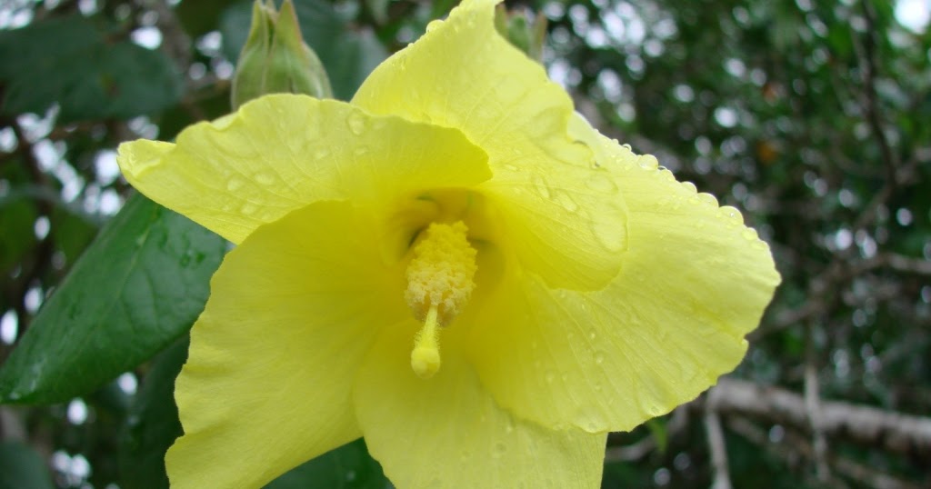 Curiosidades Vegetais: Os Hibiscos