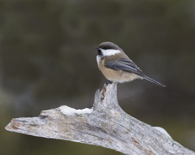Pewit Siberian Tits