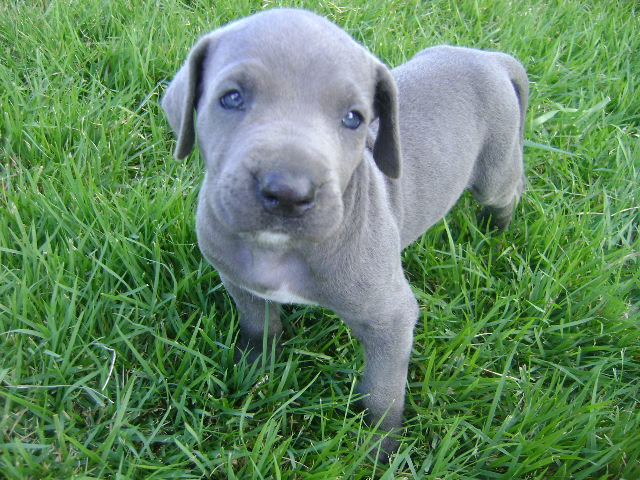 BLOG DA TIA ANDREANI: FREUD - DOG ALEMÃO AZUL