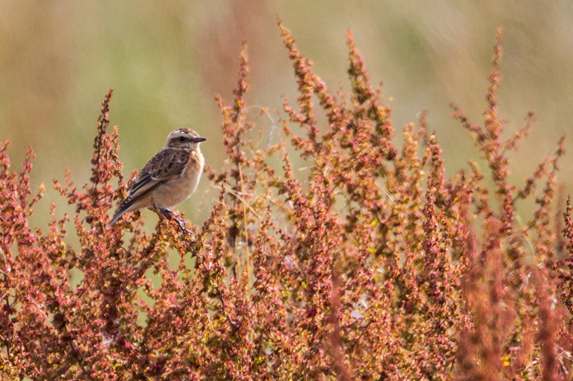 Darley Dale Wildlife: Whinchats - Screetham Lane