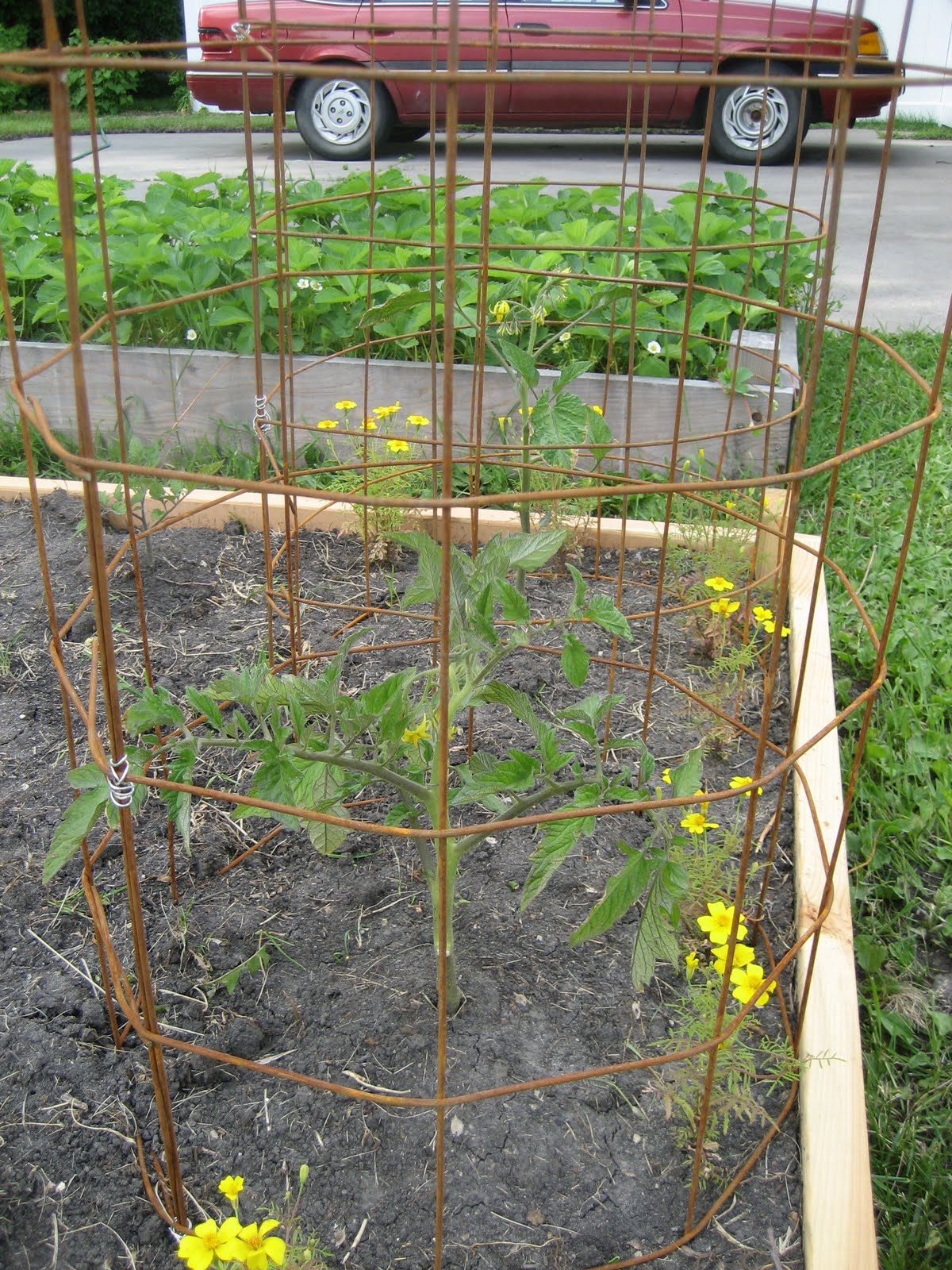 Deaf Dogs and Benevolent Gnomes: Homemade Tomato Cages