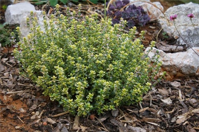 Timijan - biljka koju bi svi trebali imati - Ženski savjetnik