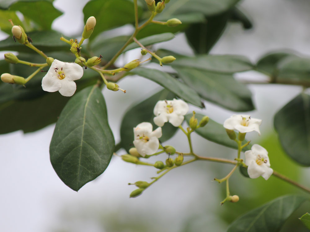 Papo Vives Sacerdote del Bosque: BOSQUE GUÁNICA PLANTAS GAMOPÉTALAS II