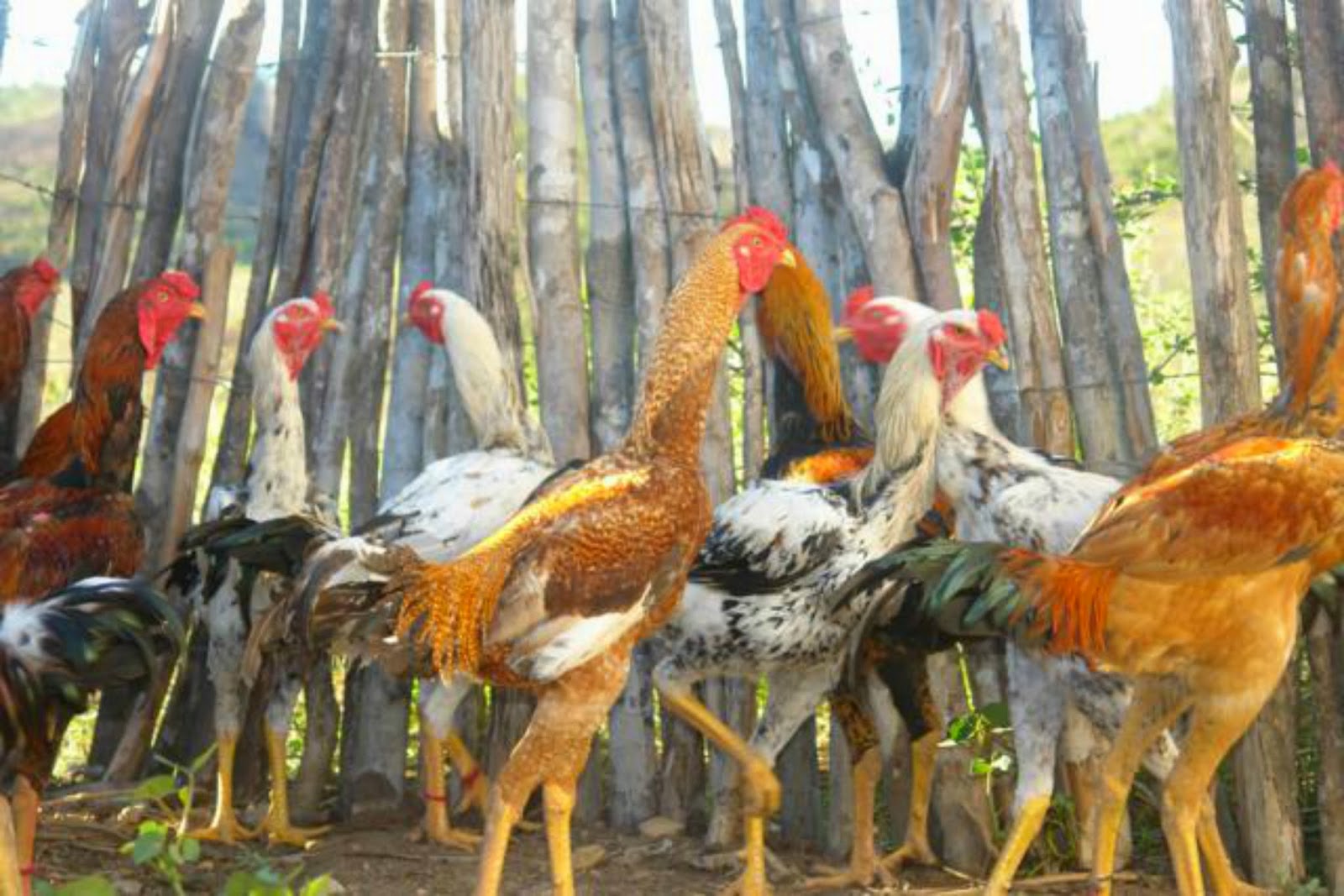 MUNDO DAS AVES: ÍNDIO GIGANTE