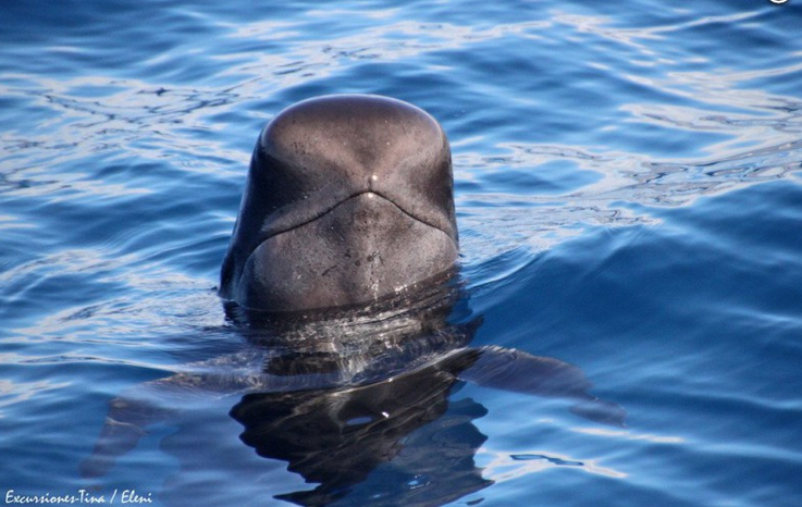 ÉRIKA MODA: CALDERÓN COMÚN Y TROPICAL (Globicephala melas y macrorhynchus)