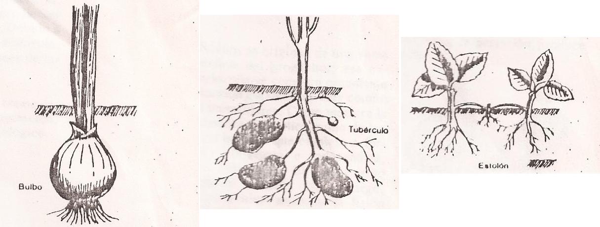 Valle de la biología: noviembre 2011
