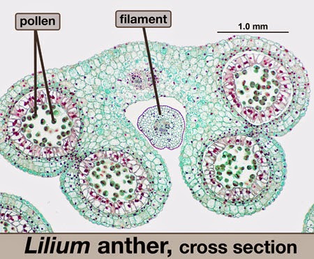 Biologi : Struktur Anatomi Bunga