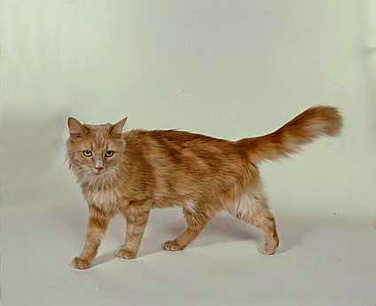 Angora turco tabby crema