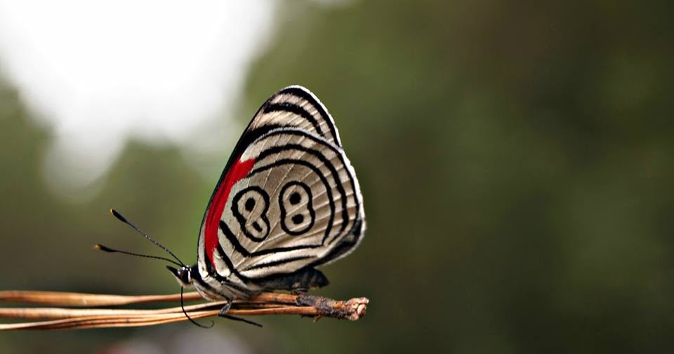 Biofotografía: Diaethria anna