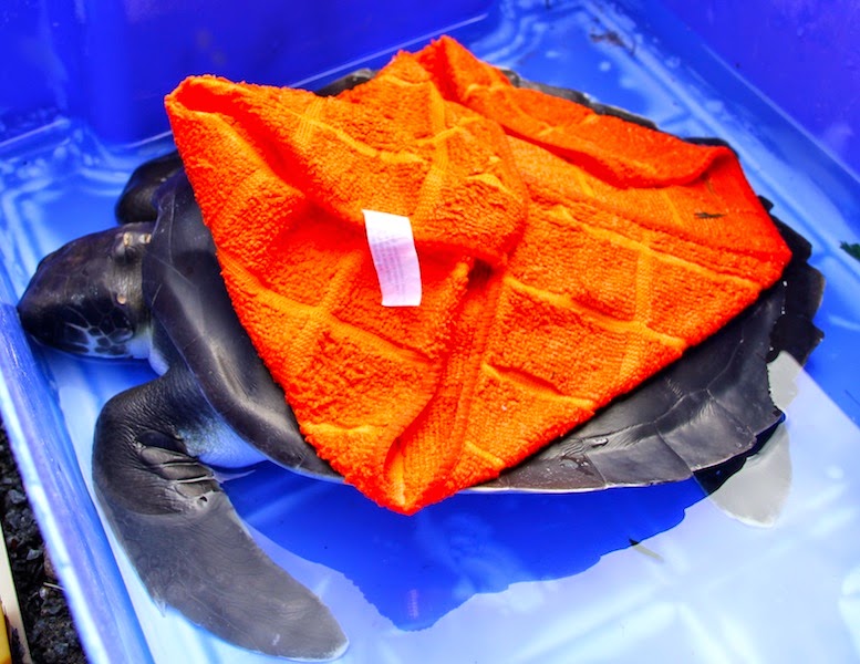 News from Coquette Point