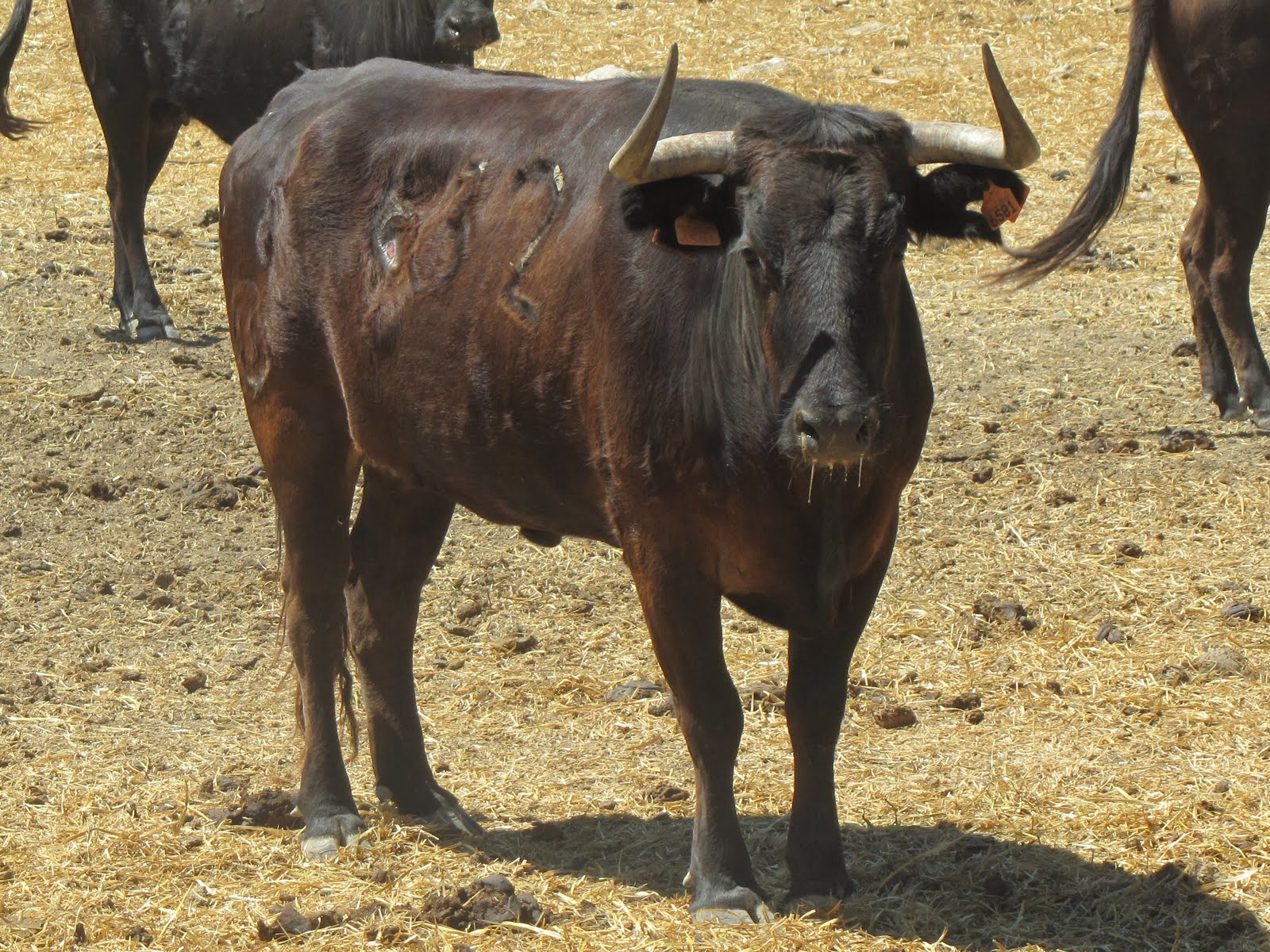 ASOCIACIÓN CULTURAL- TAURINA "PEÑA LA VACA" - GÉNAVE: VACAS DE LA PEÑA ...