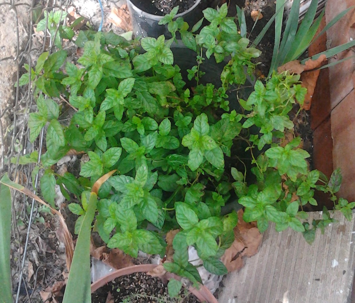 Botanica: Hierbabuena (Menta spicata)