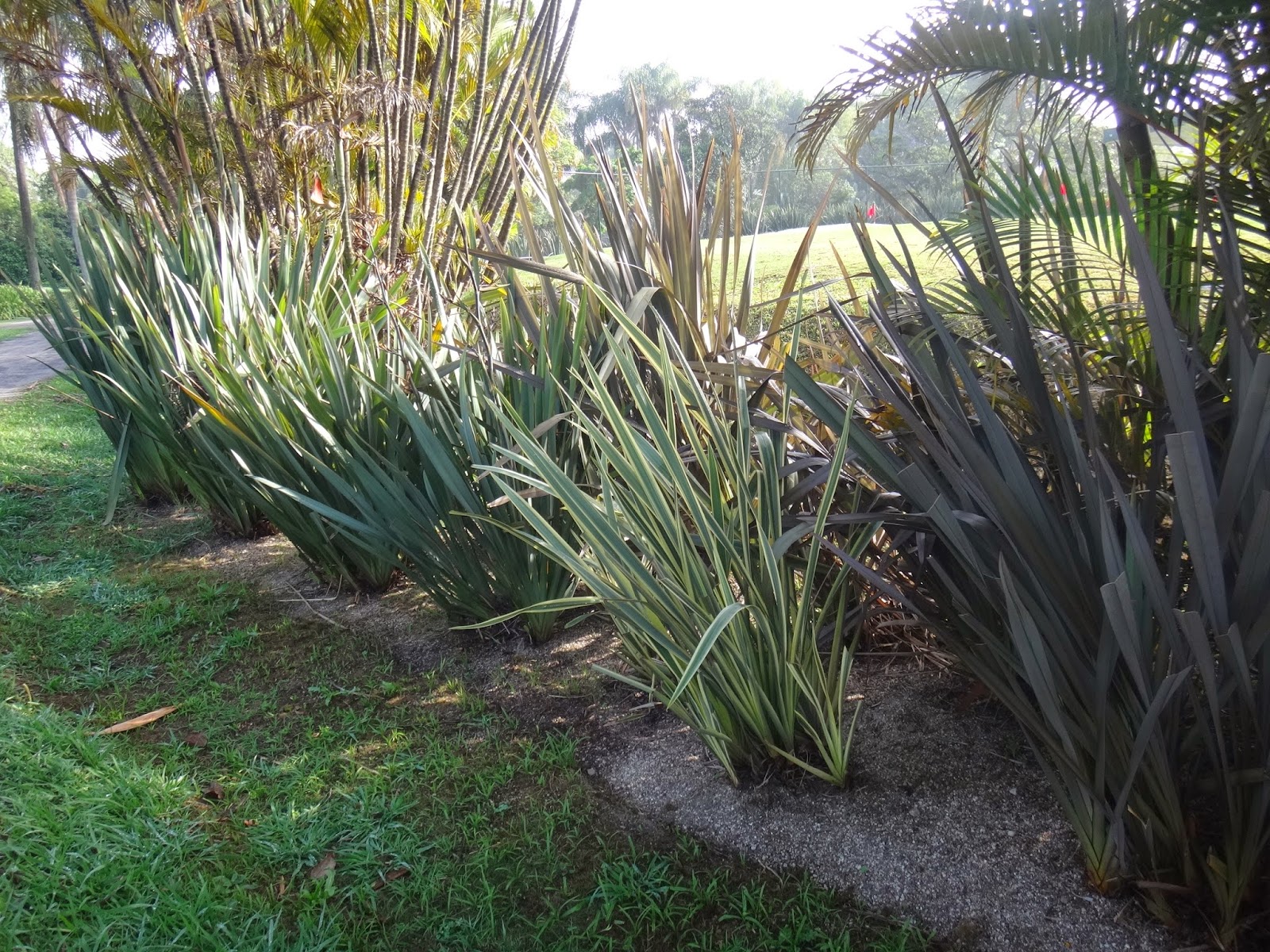 Uma flor por dia: Fórmio