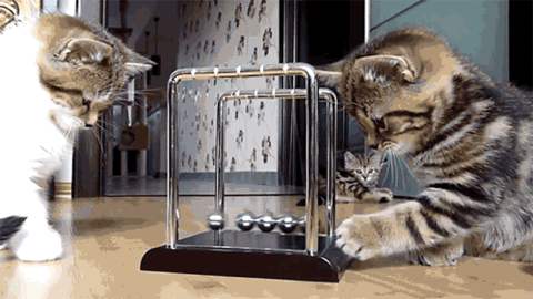 Cats Playing | Cute Cats