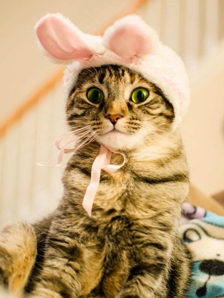 Choco Toujours: Easter bunny-cats