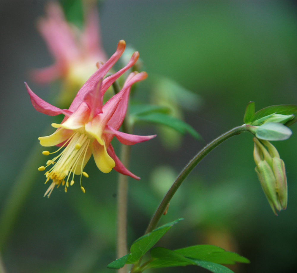 Eastern Columbine