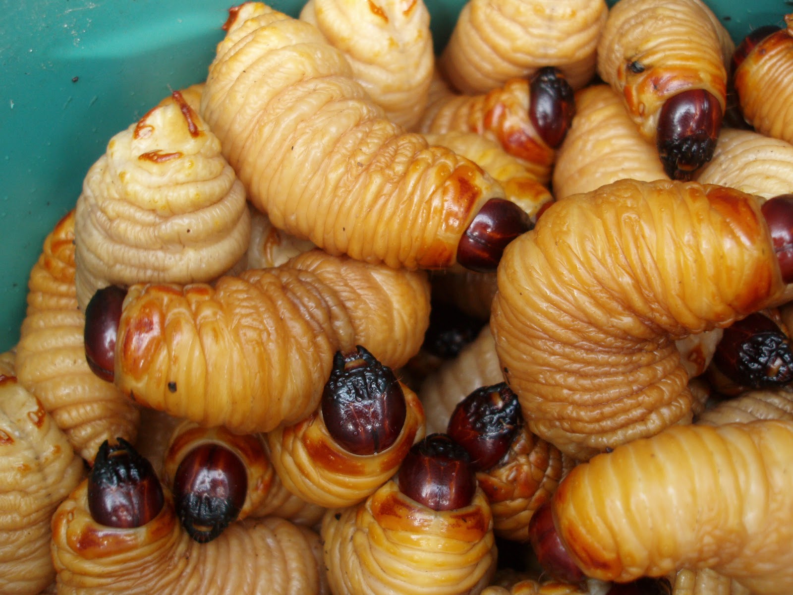 Lists of the Bizarre, Intriguing, and Informative: 10 Incredible Edible ...