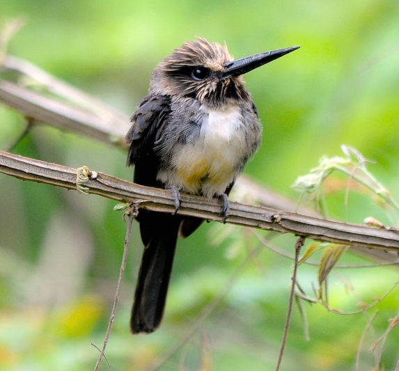 Birds of the World: Three-toed jacamar