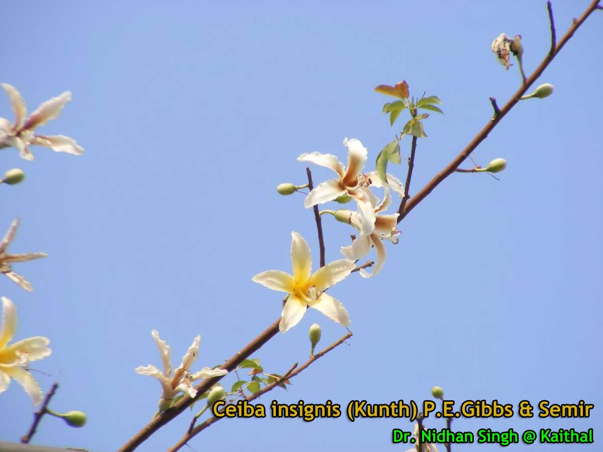 Medicinal Plants: Ceiba insignis, White floss silk tree, Resham rui ...