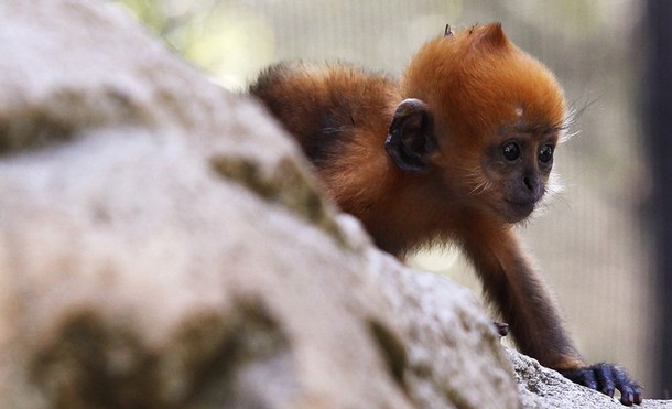 ForAnimalLover: Keo-co, a six weeks old orange monkey