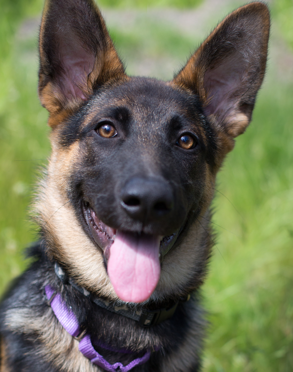Shelter Dogs of Portland: "ANDERSON POOPER" big german shepherd puppy