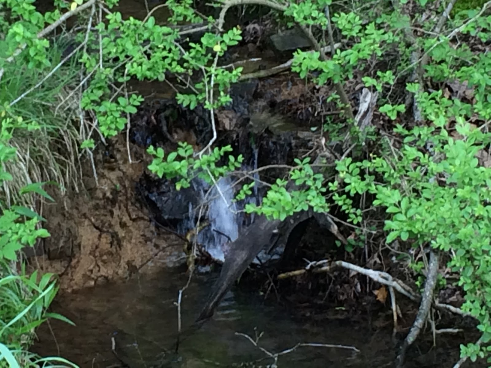 The Arthritic's Guide to Hiking in Northwest Georgia: Berry College ...