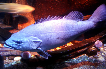 Fish Identification: Wreckfish (Polyprion americanus)