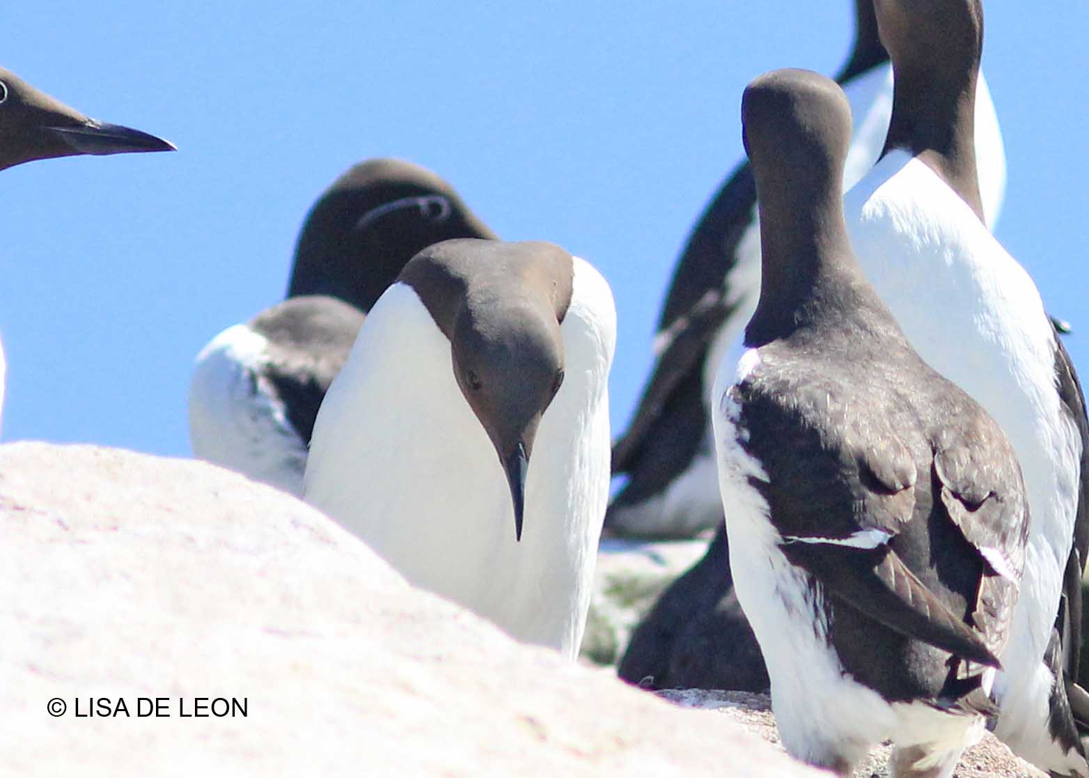 Birding with Lisa de Leon: Newfoundland Turr