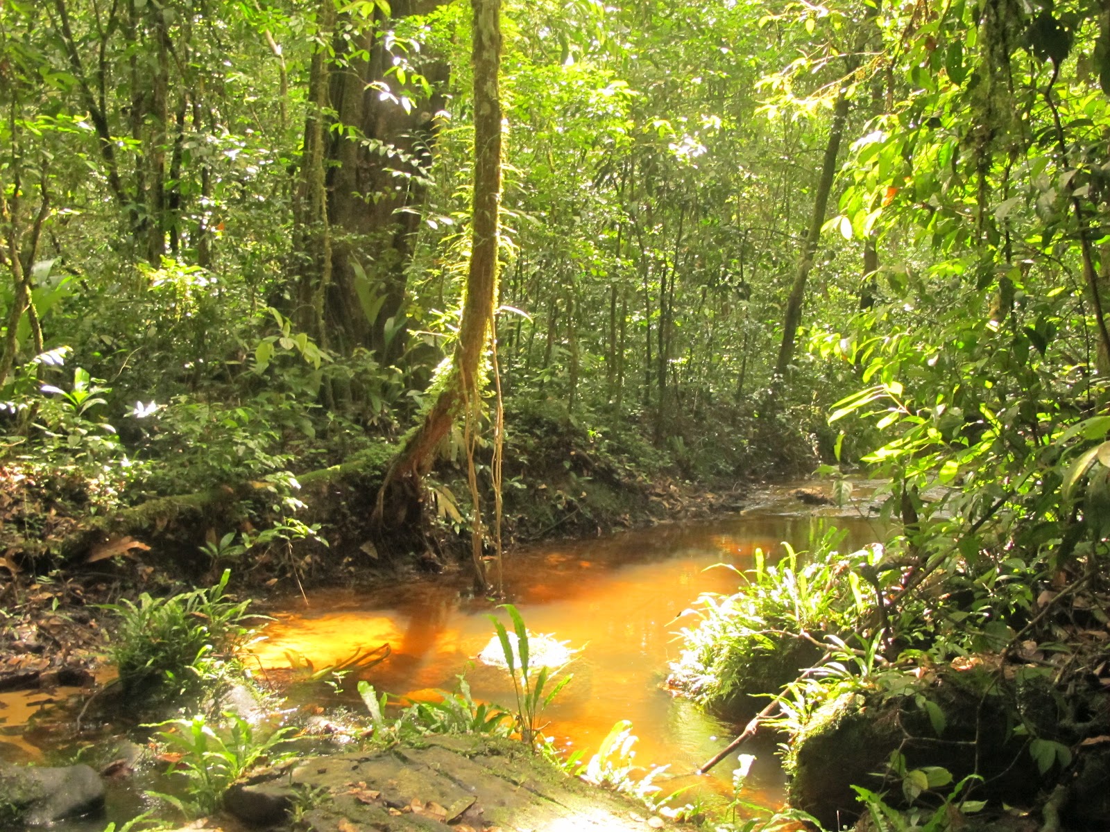 TAMASIN FORD - journalist: Liberia's hasty forest sell-off risks more ...