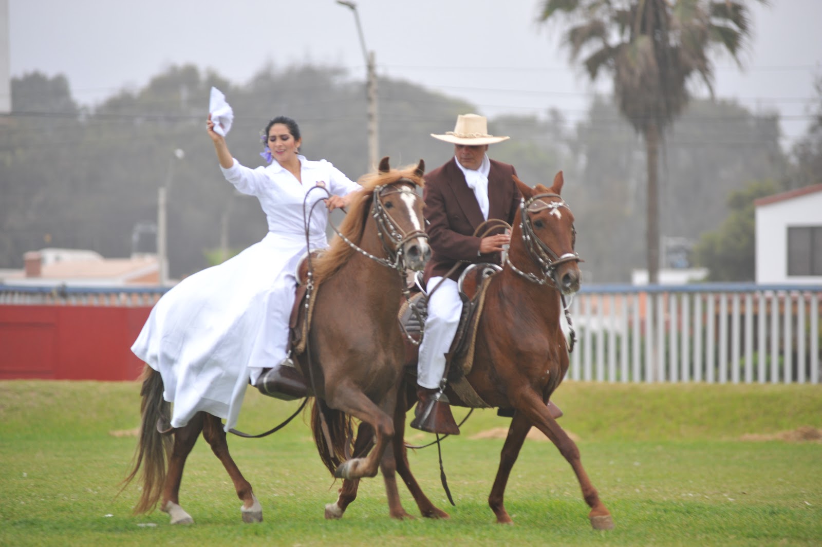 Dpaso - Caballo Peruano de Paso - Mamacona Lima: octubre 2015