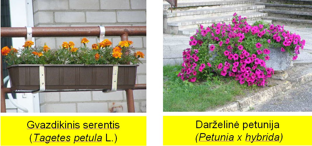 Monikos dienoraštis: GĖLINĖS IR GĖLYNAI