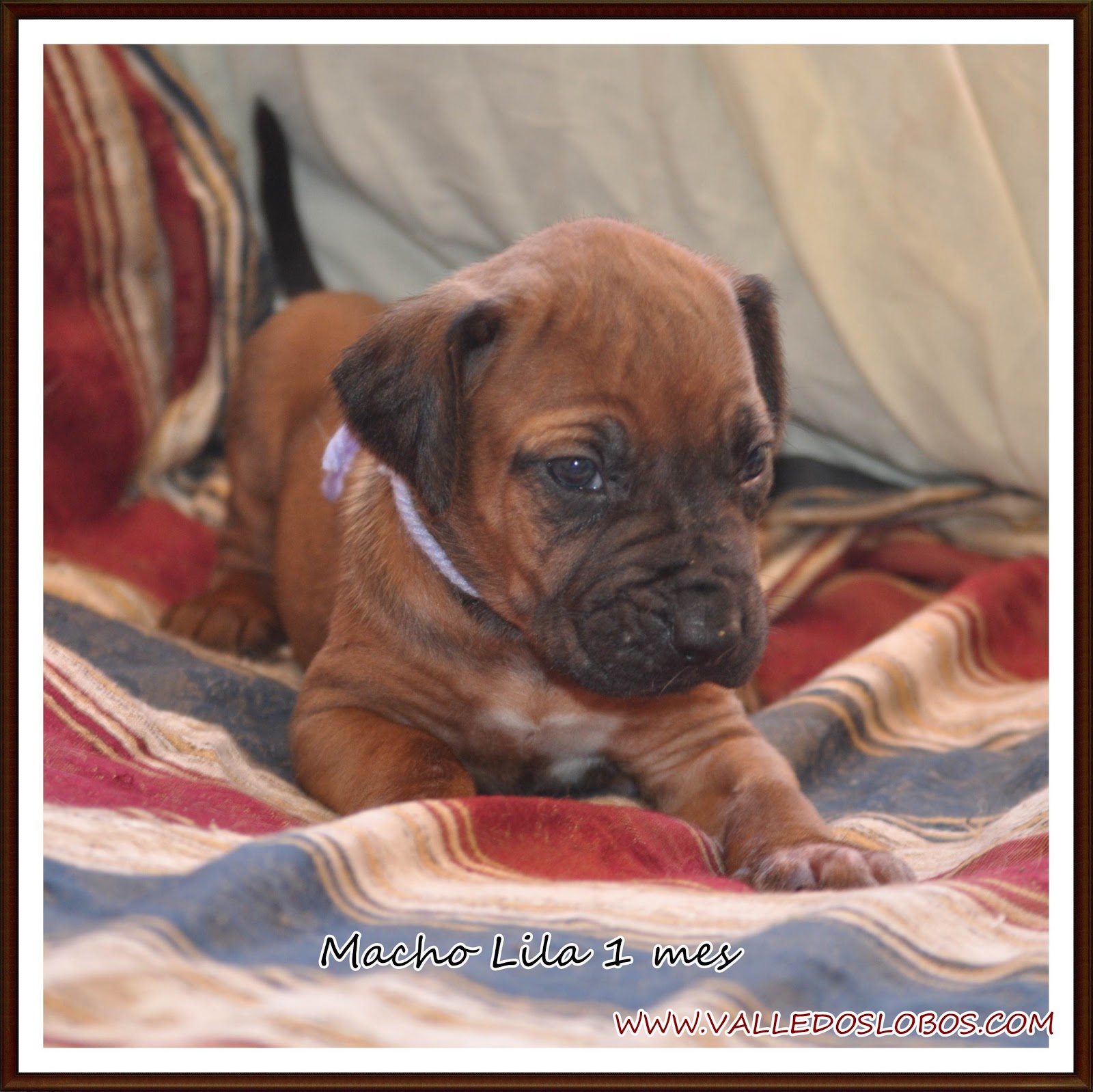 Rhodesian Ridgeback y Vizsla.VALLE DOS LOBOS.: Los cachorros de ...