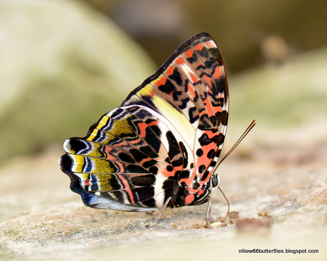 The Forested Path (and Beyond): BUTTERFLIES of RAUB: The Glorious Begum ...