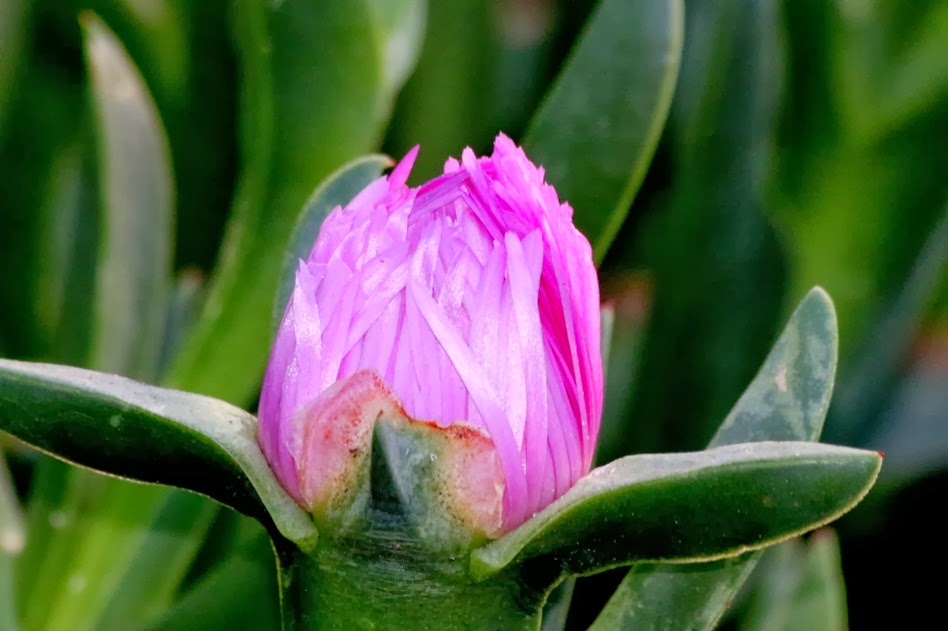 A photo, A thought............: Plant: Sea fig blooms splash in South ...
