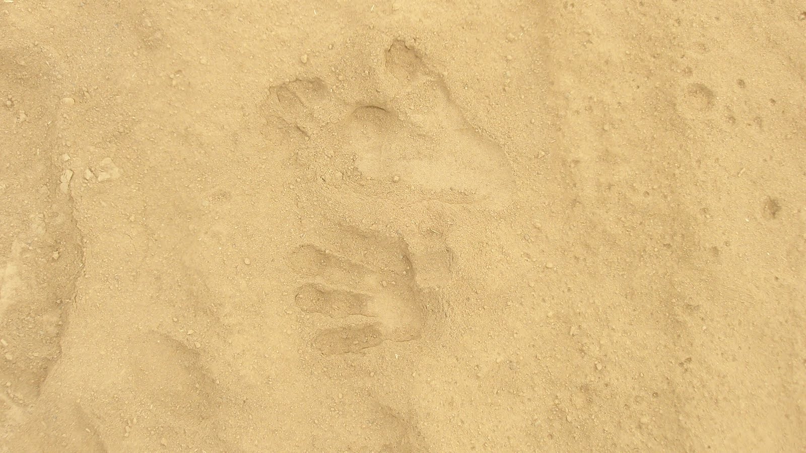 Nanofasa: Which baboon is human?